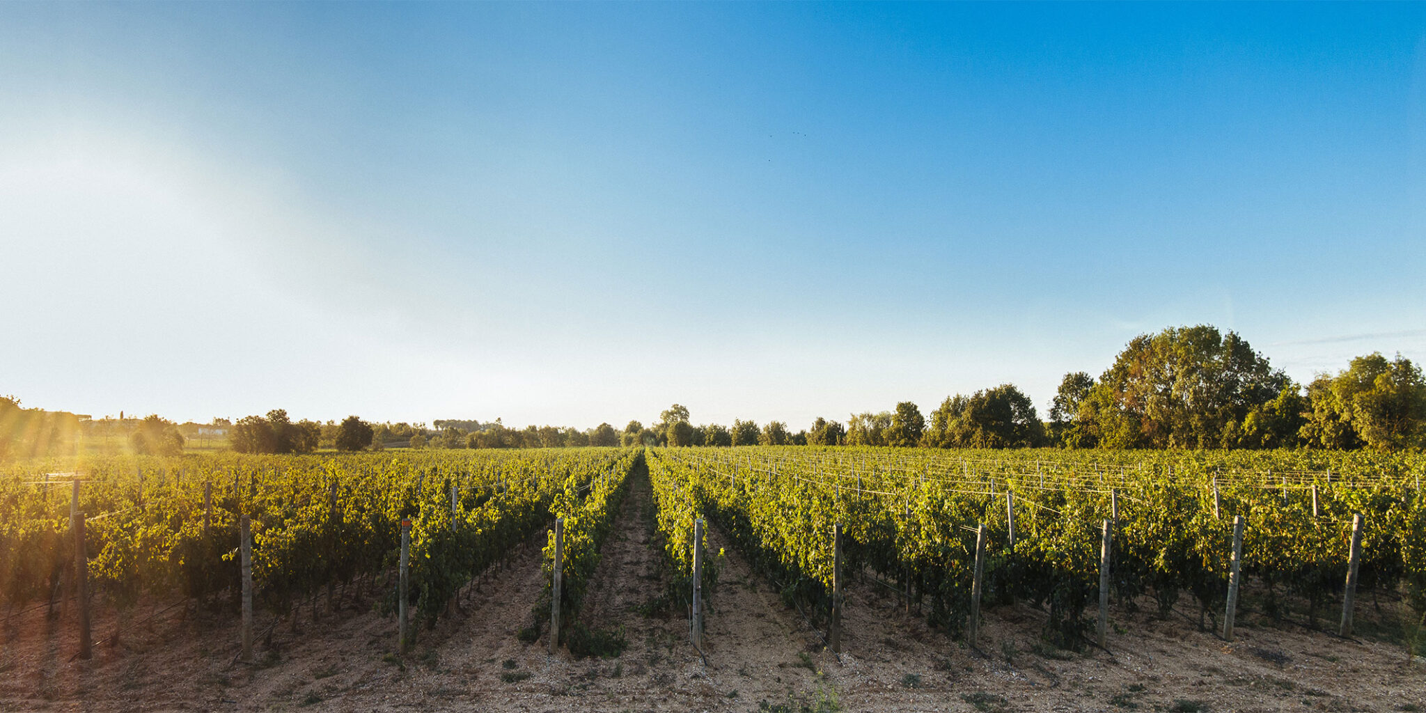La vigne du Languedoc au printemps | Domaine de la Baume